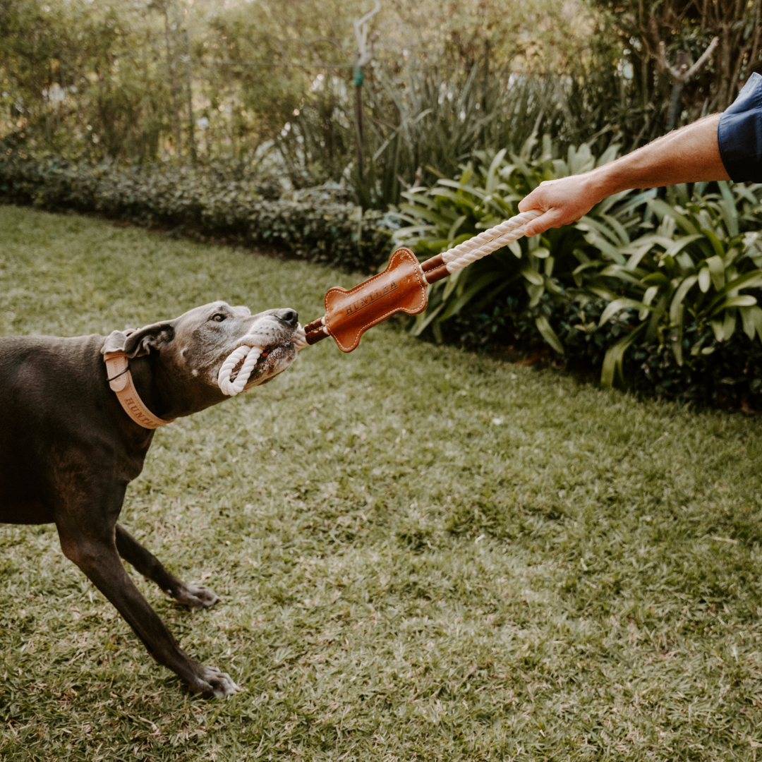 Dog Toys – HUNTLEA