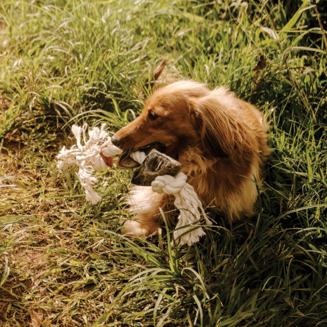 Huntlea Dog Rope Toy 2 Knot with 2 Hoof – HUNTLEA