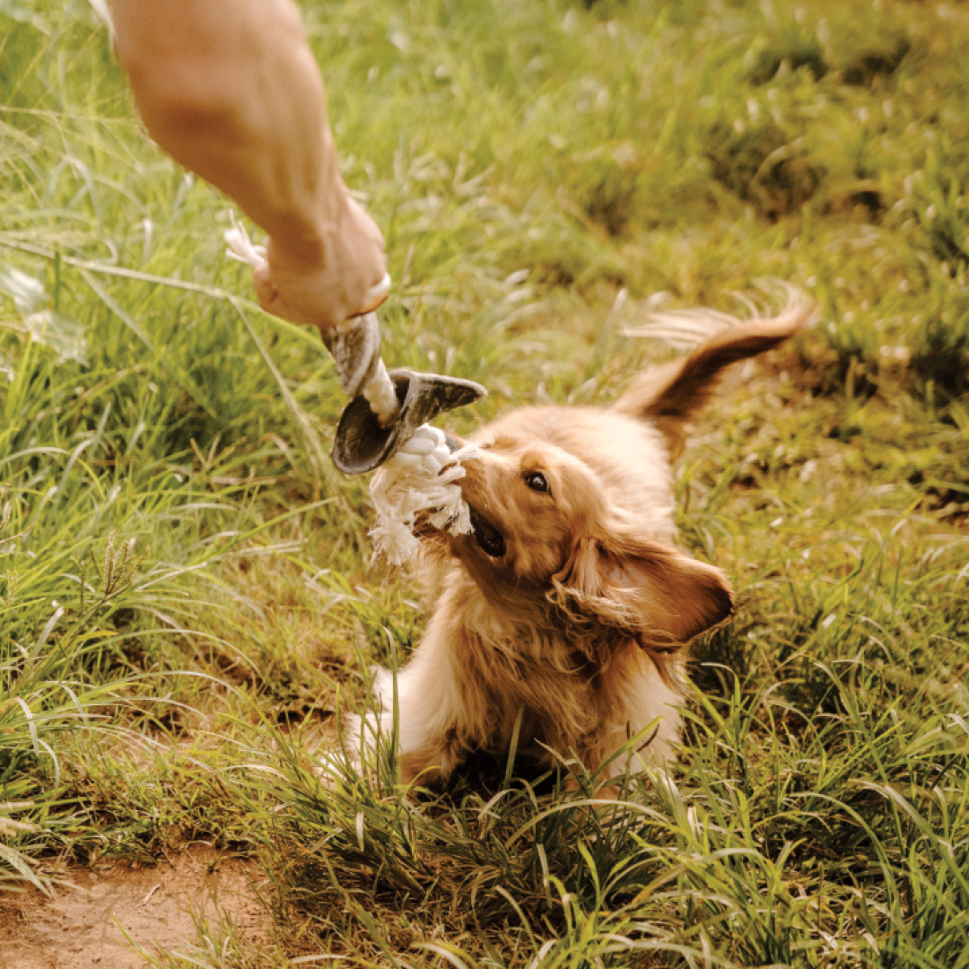 Huntlea Dog Rope Toy 2 Knot with 2 Hoof – HUNTLEA