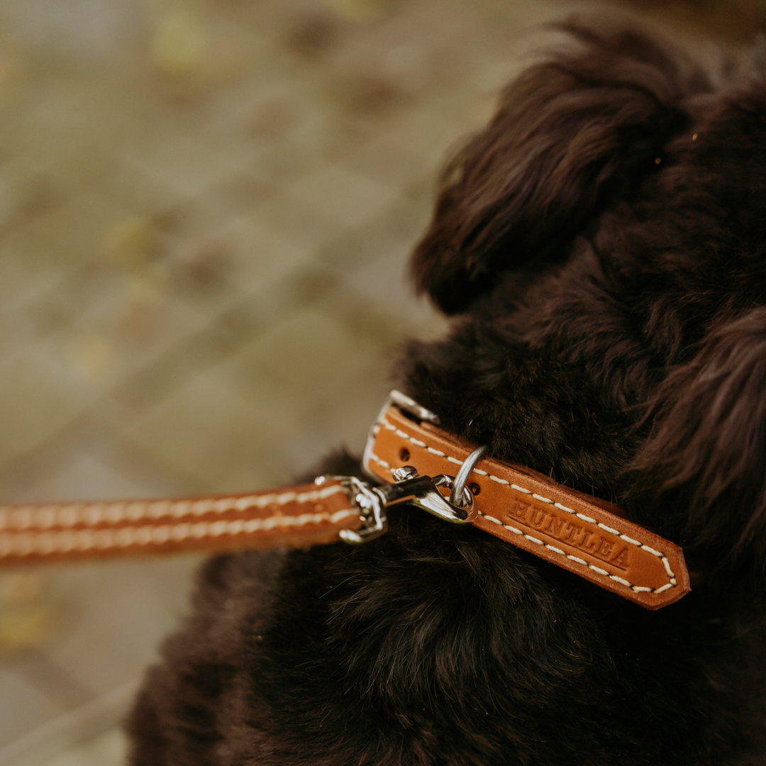 Leopard Dog Leather Collar – HUNTLEA